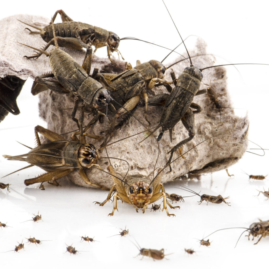 Grillos – Gryllus Assimilis – Wikiri Sapoparque